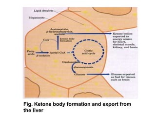 ketogenesis and utilisation of ketone bodies.pptx