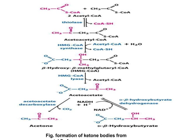 ketogenesis and utilisation of ketone bodies.pptx | Endocrine and ...