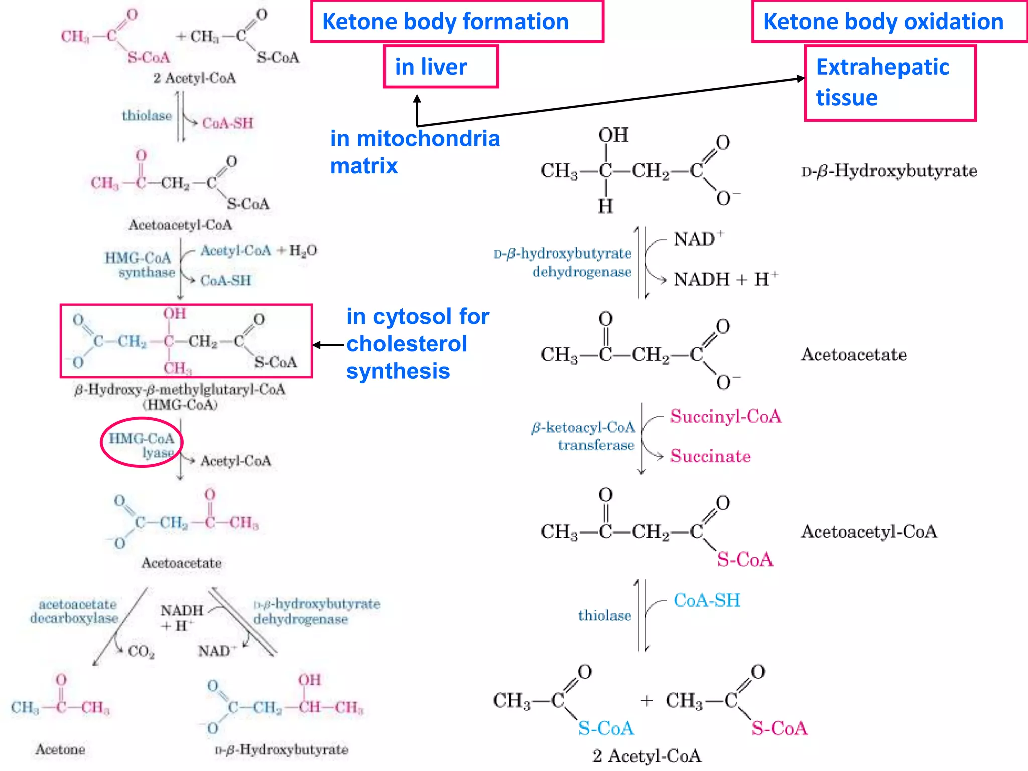 Ketone bodies | PPTX