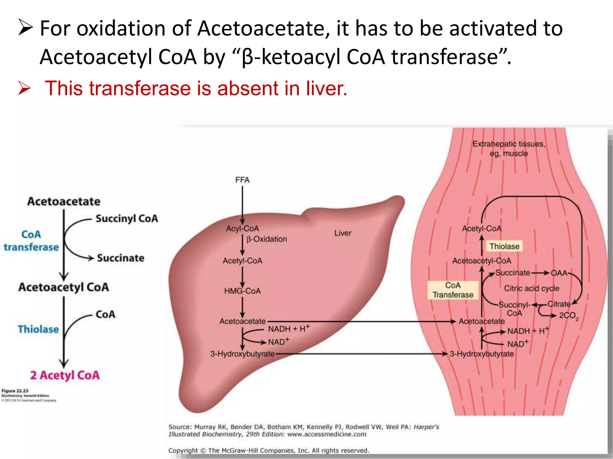 Ketone bodies | PPTX