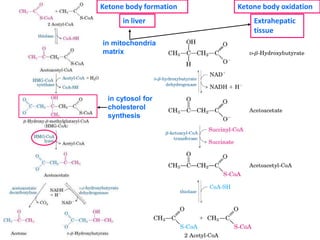Ketone bodies | PPTX