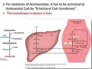 Ketone bodies | PPTX