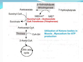 Ketone bodies | PPT