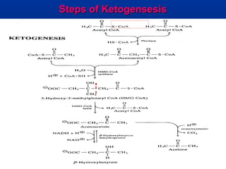 Ketogenesis Steps