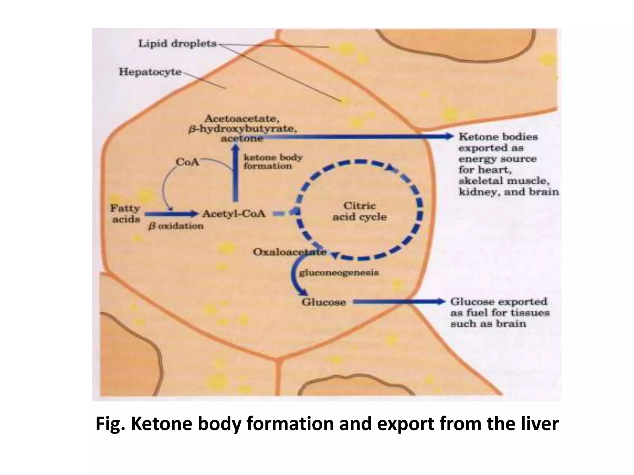 Ketone bodies | PPTX