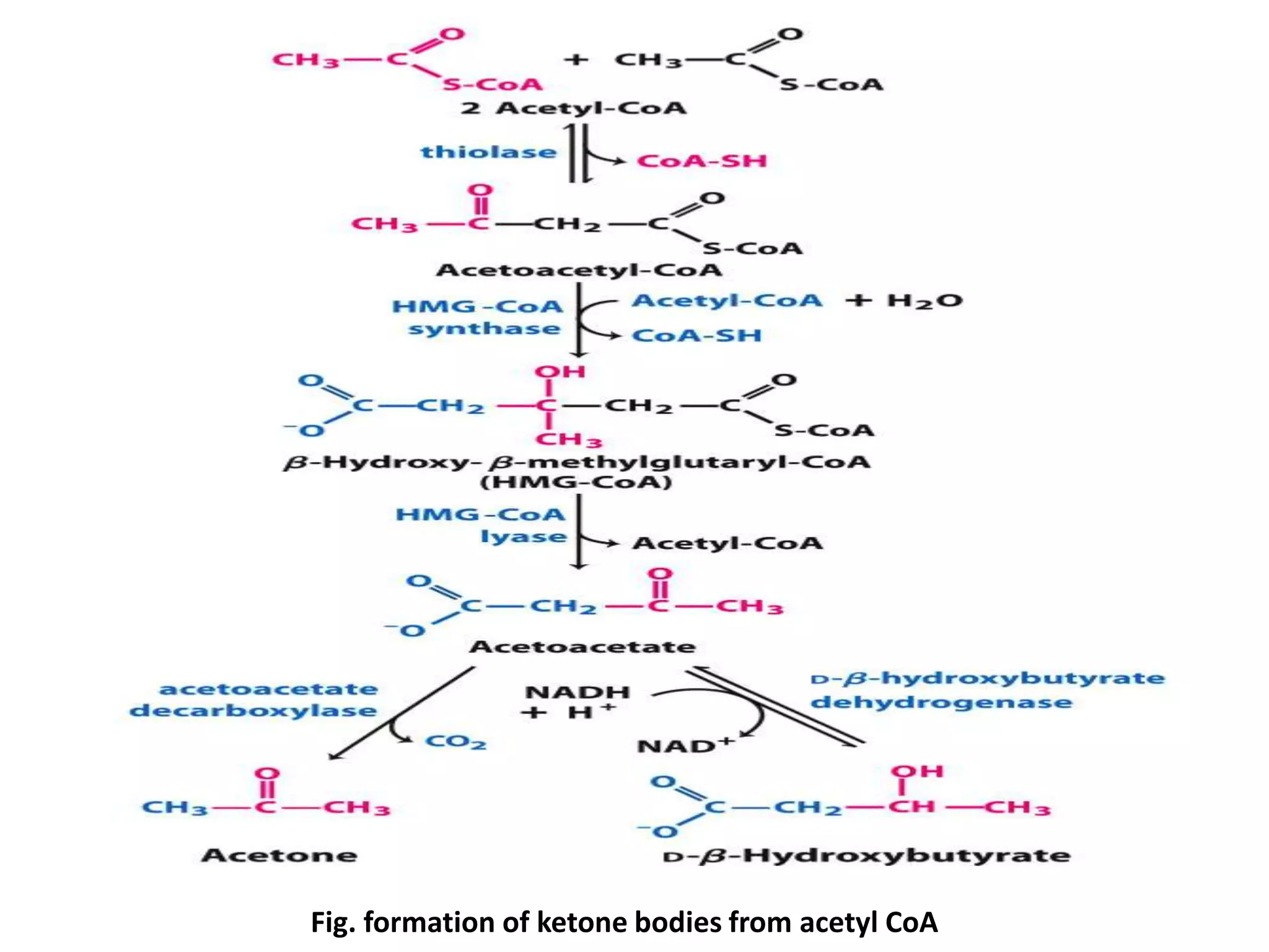 Ketone bodies | PPTX