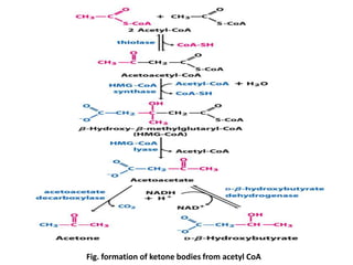 Ketone bodies | PPTX