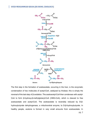Ketone Bodies | PDF