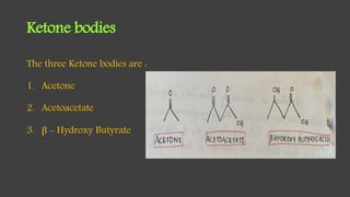 Ketone bodies.pptx