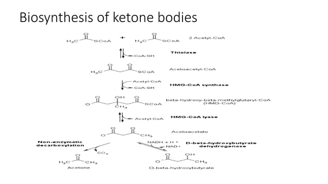 Ketone Bodies.pptx