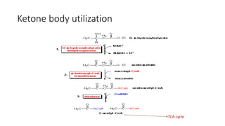 Ketone Bodies.pptx
