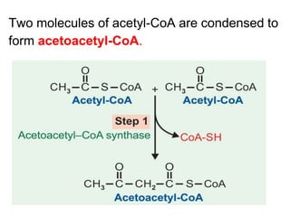 Ketone Bodies (1).pptx