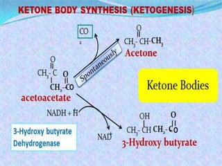 Ketone body metabolism | PPTX