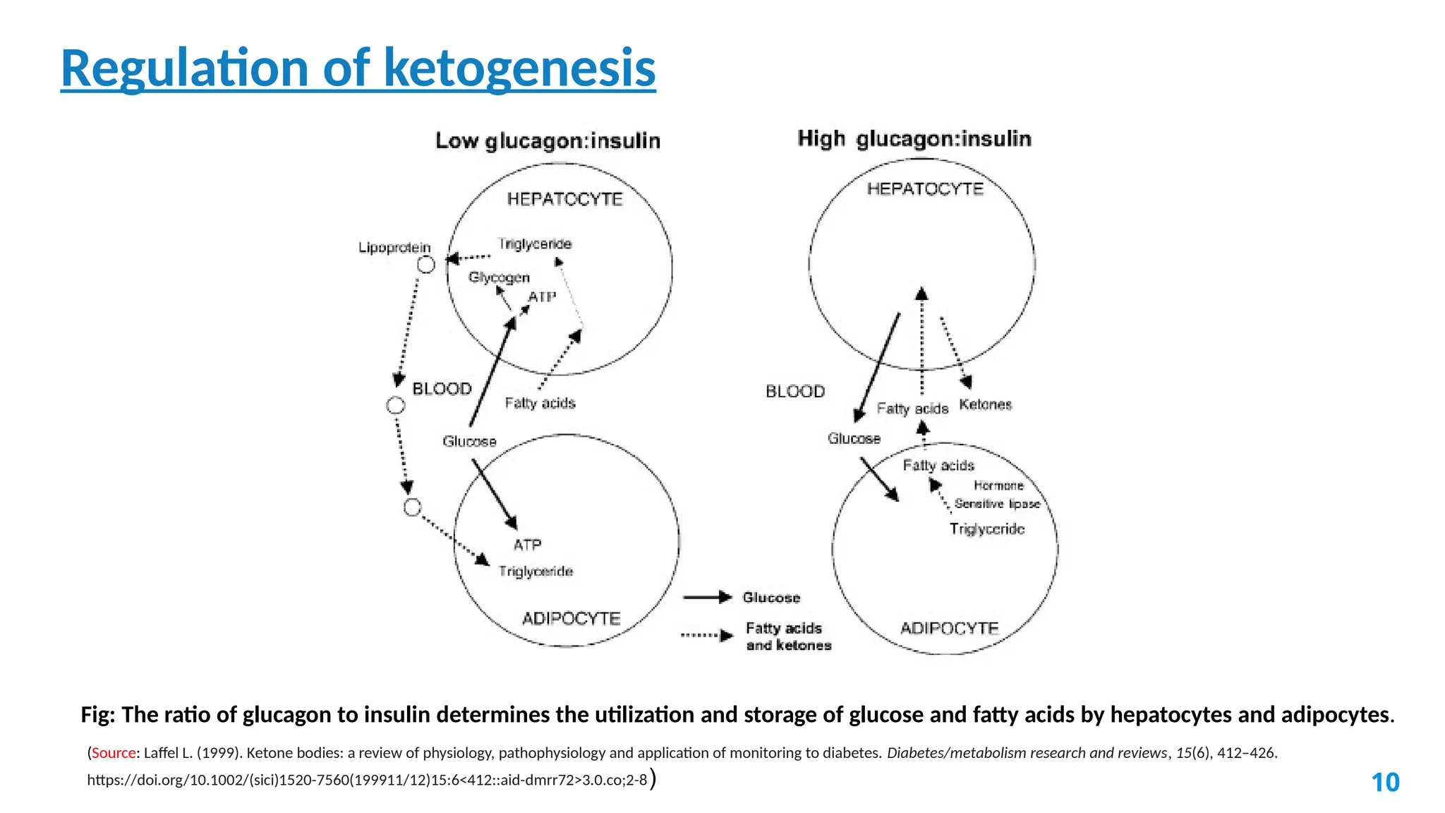 Introduction to Ketone bodies Metabolism.pptx