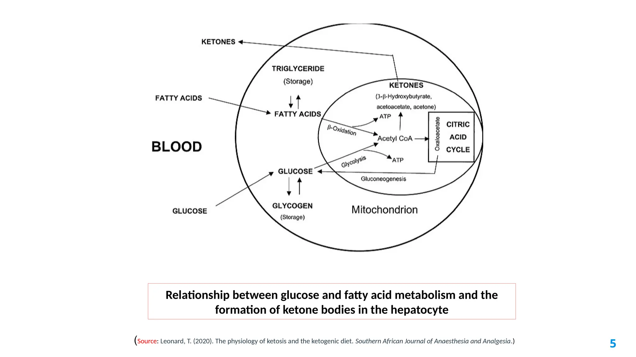 Introduction to Ketone bodies Metabolism.pptx