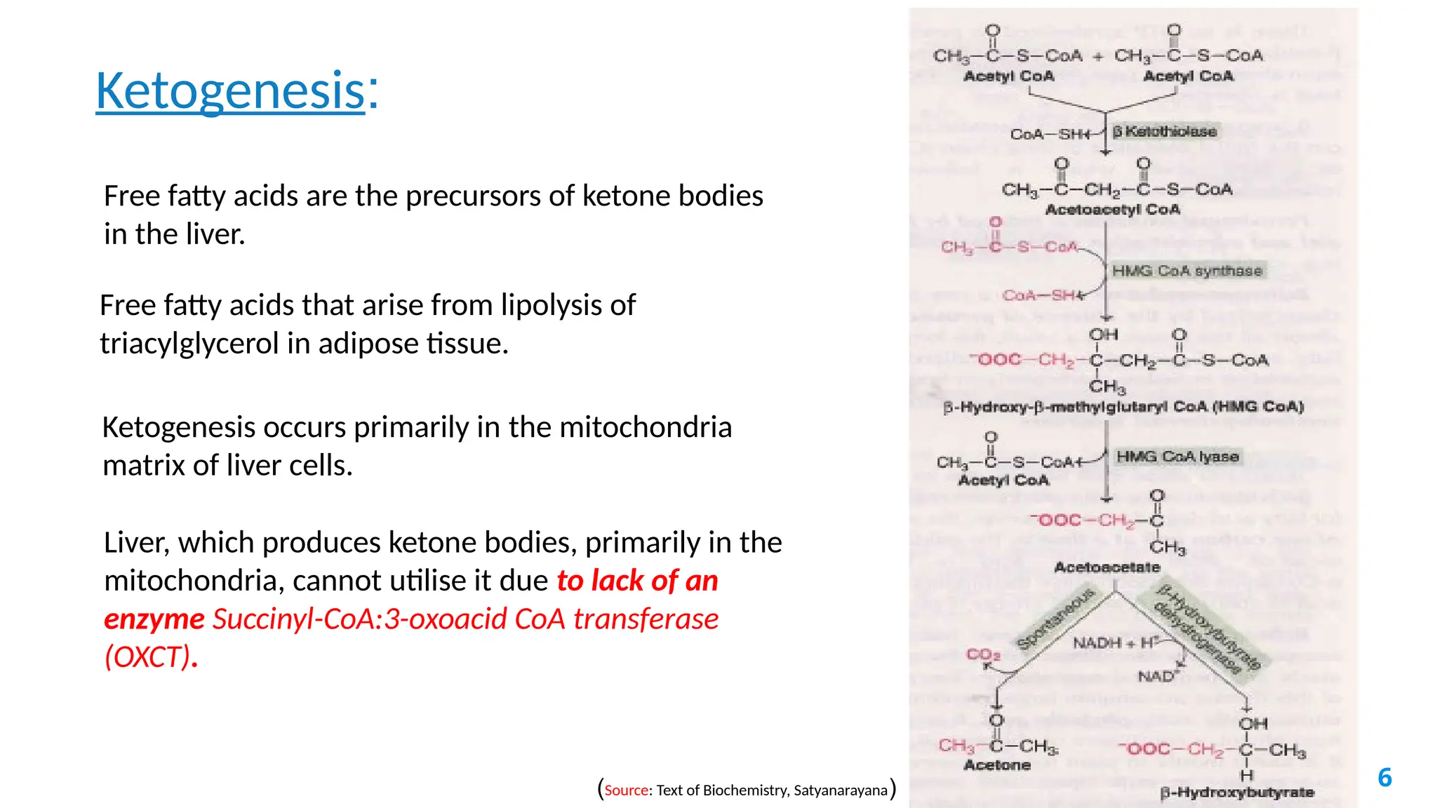 Introduction to Ketone bodies Metabolism.pptx