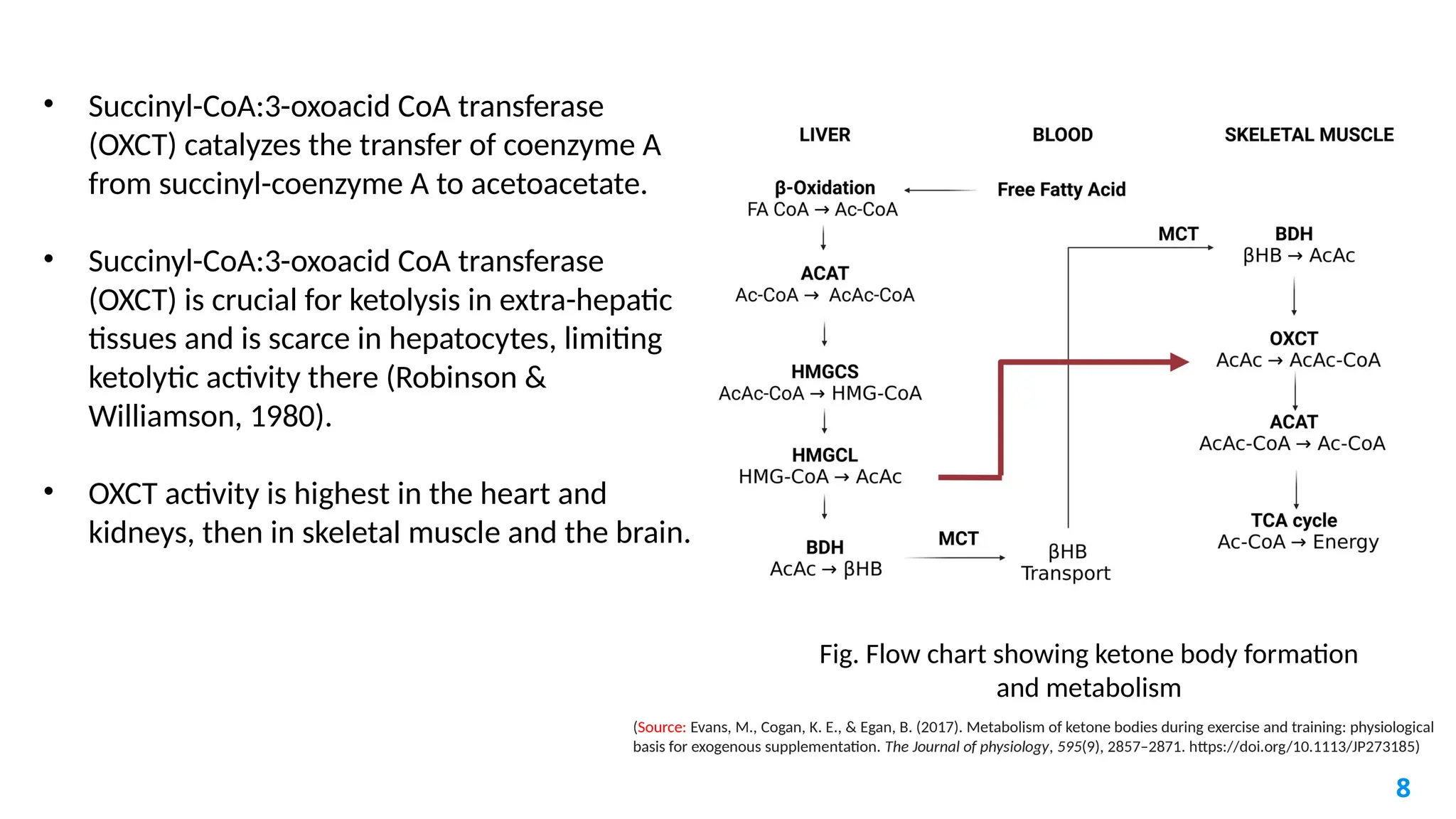 Introduction to Ketone bodies Metabolism.pptx