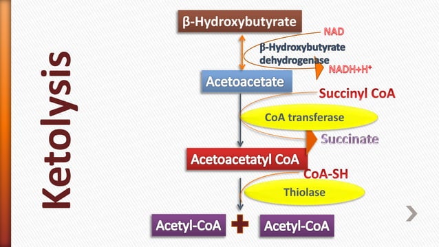 Ketone body Metabolism | PPTX