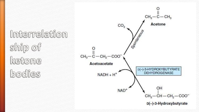 Ketone body Metabolism | PPTX