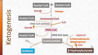 Ketone body Metabolism | PPTX