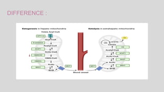 Ketone body metabolism (ketogenesis & ketolysis)in detail .pdf