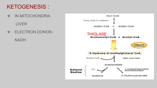 Ketone body metabolism (ketogenesis & ketolysis)in detail .pdf
