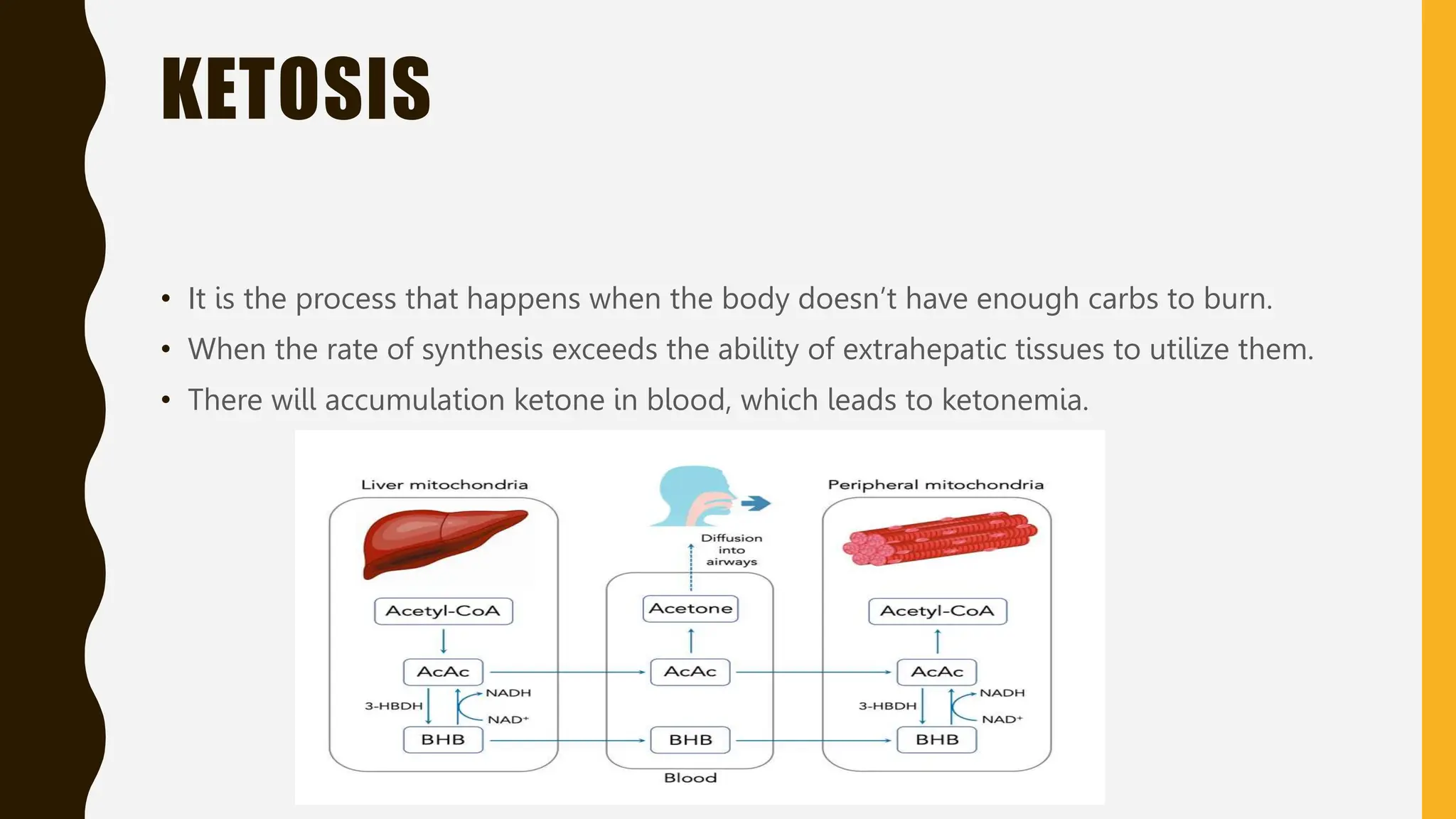 Ketone bodies and metabolism-biochemistry | PPTX