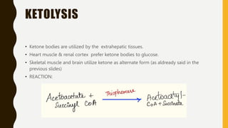 Ketone bodies and metabolism-biochemistry | PPTX
