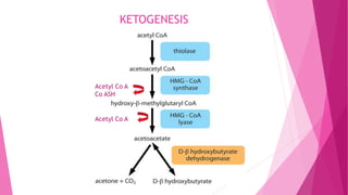 Ketosis | PDF