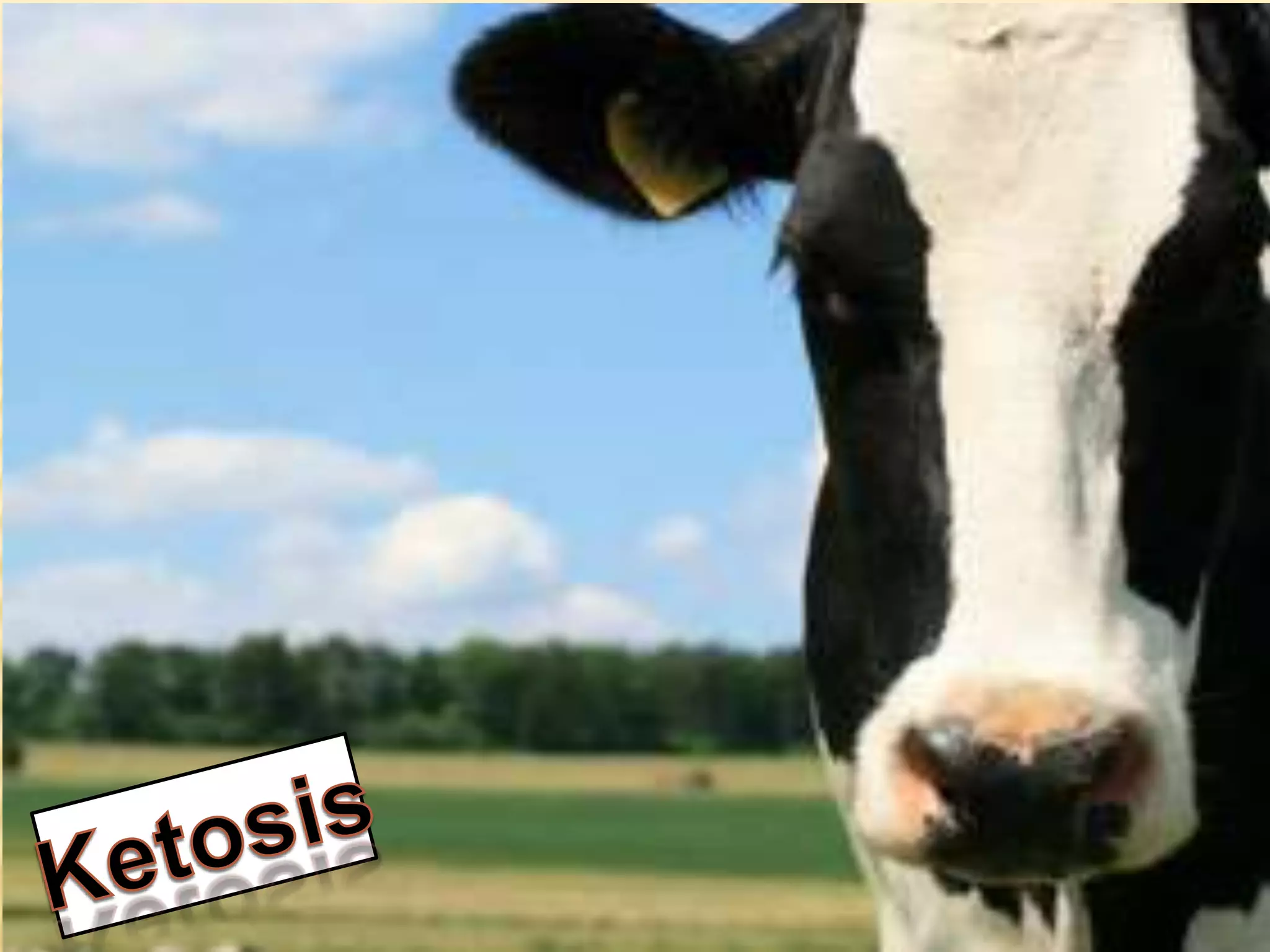 Ketosis | PPTX