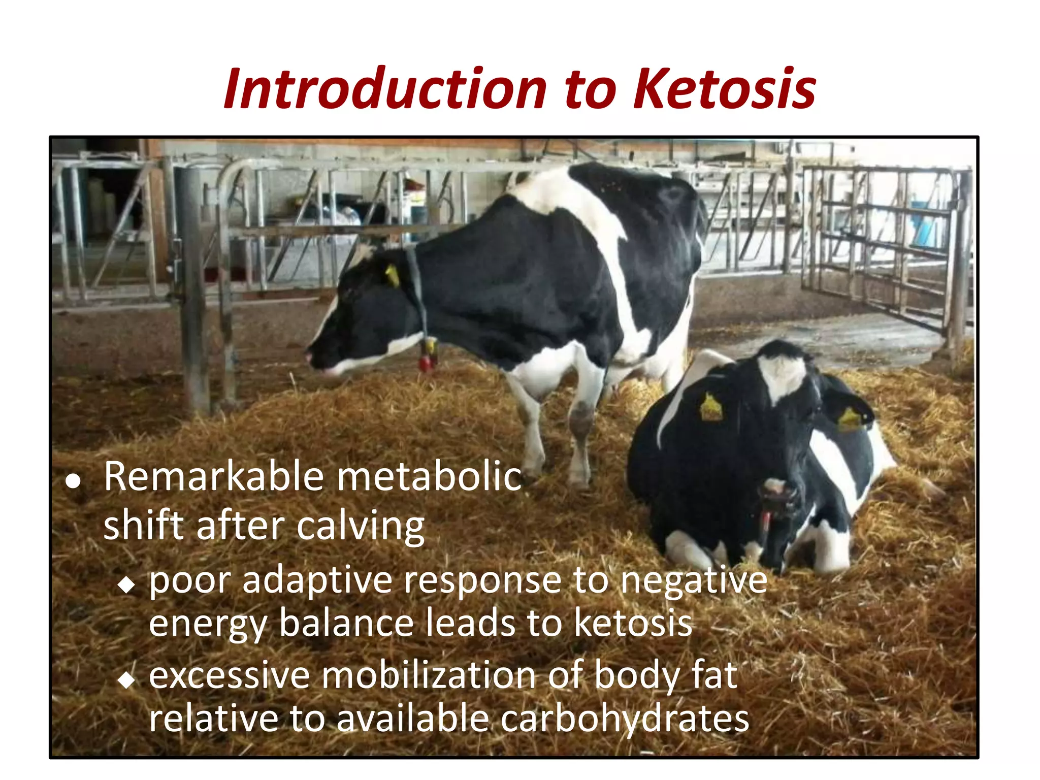 Diagnosing and Monitoring Ketosis in Dairy Herds | PPTX
