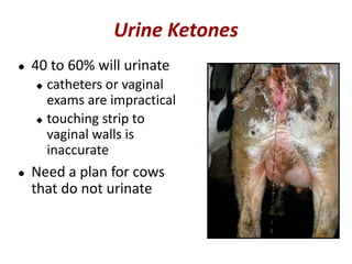 Diagnosing and Monitoring Ketosis in Dairy Herds | PPTX