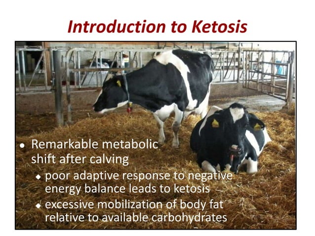 Diagnosing and Monitoring Ketosis in Dairy Herds | PPTX | Endocrine and ...