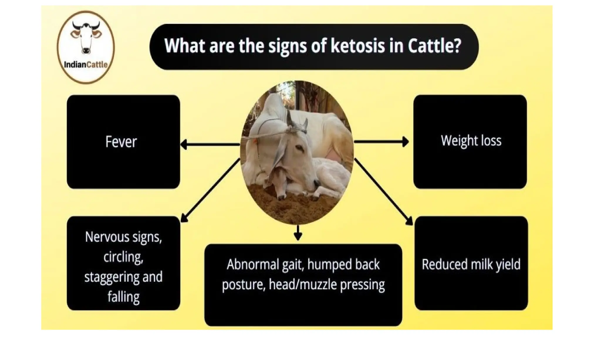 ketosis in Ruminants (Dairy cattle) Mphil Animal Nutrition | PPTX
