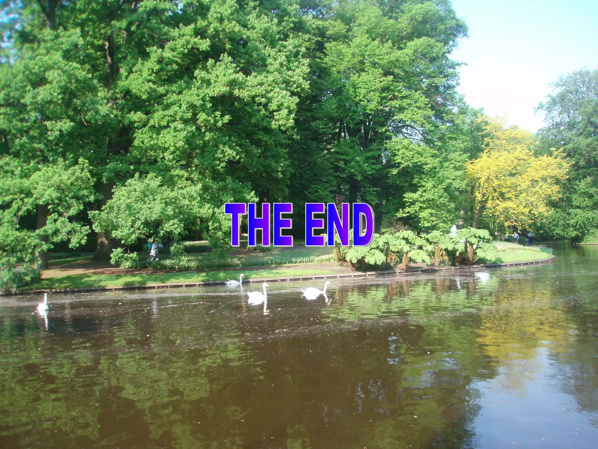 Keukenhof, Tulip garden. | PPS