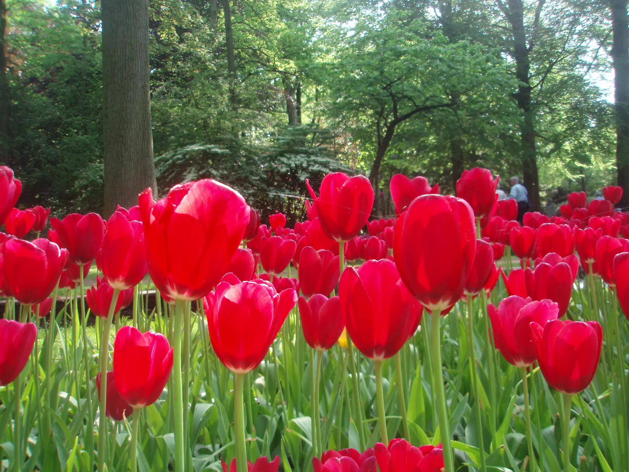 Tulip garden Netherlands. | PPS