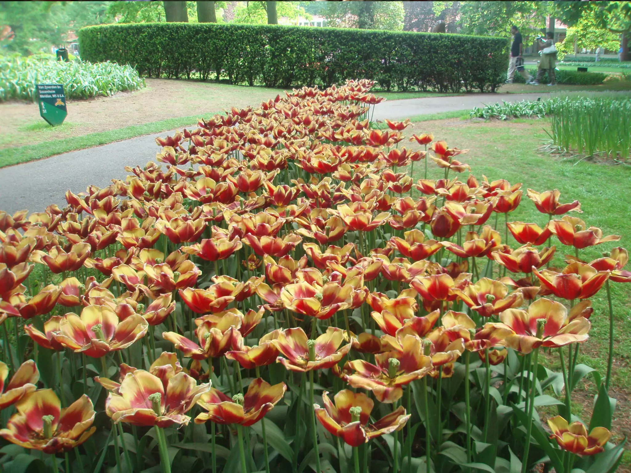 Tulip garden Netherlands. | PPS