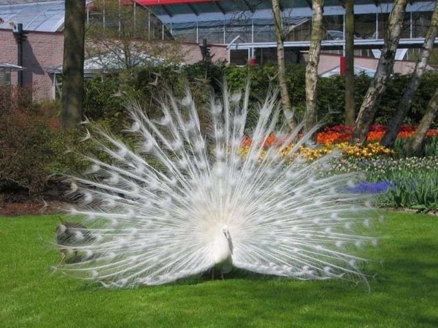 Keukenhof - Gradina Edenului | PPS