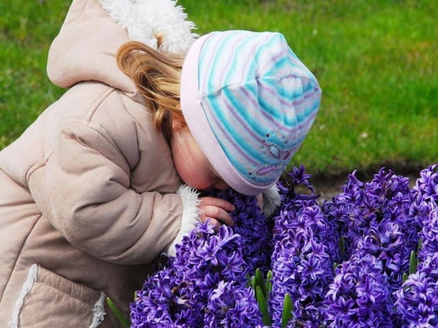 Keukenhof - Gradina Edenului | PPS