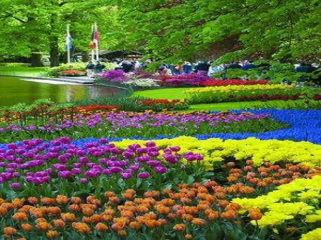 Keukenhof - Gradina Edenului | PPS