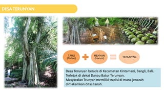 Keunikan Desa Trunyan Bali tentang Pemakaman | PPTX