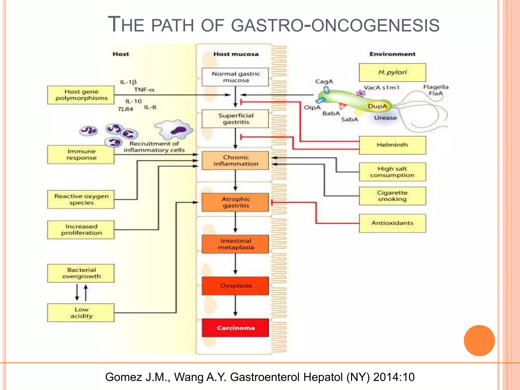 The role of non-invasive diagnosis in the evolution of chronic atrophic ...