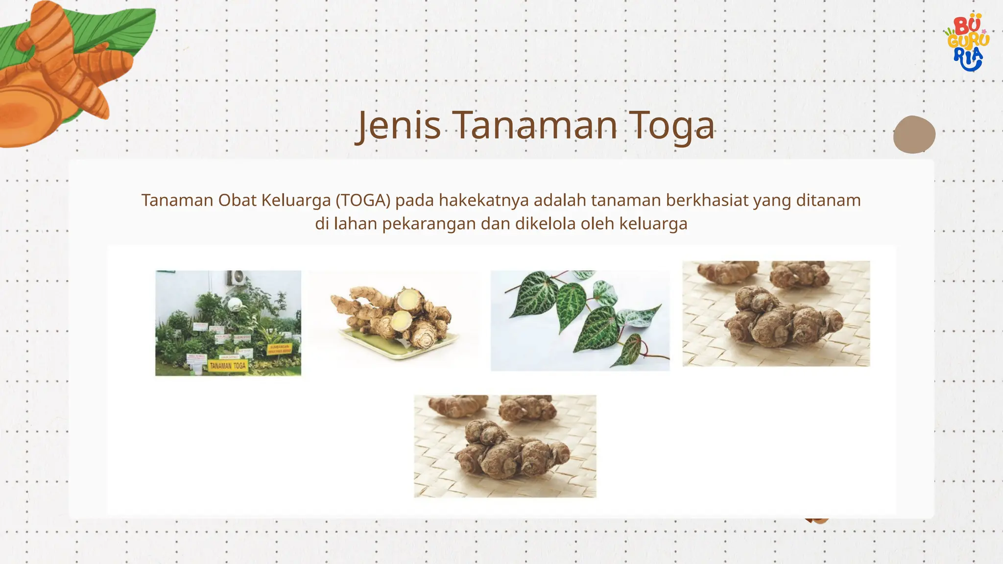 P5 Kewirausahaan Jamu Toga fase B. Kurmer | PPTX