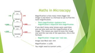 Key concepts in biology | PPTX