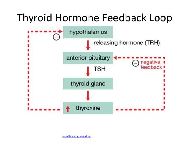 Key hormones power point