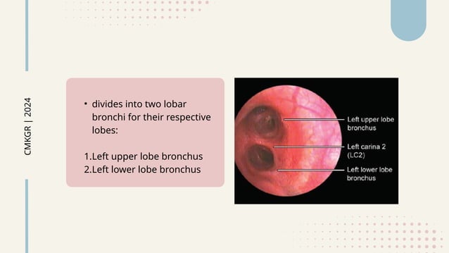 BRONCHOSCOPIC ANATOMY for anesthesia.ppt | Ear, Nose and Throat ...