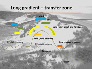 Dynamic frontdune management in the Netherlands | PDF