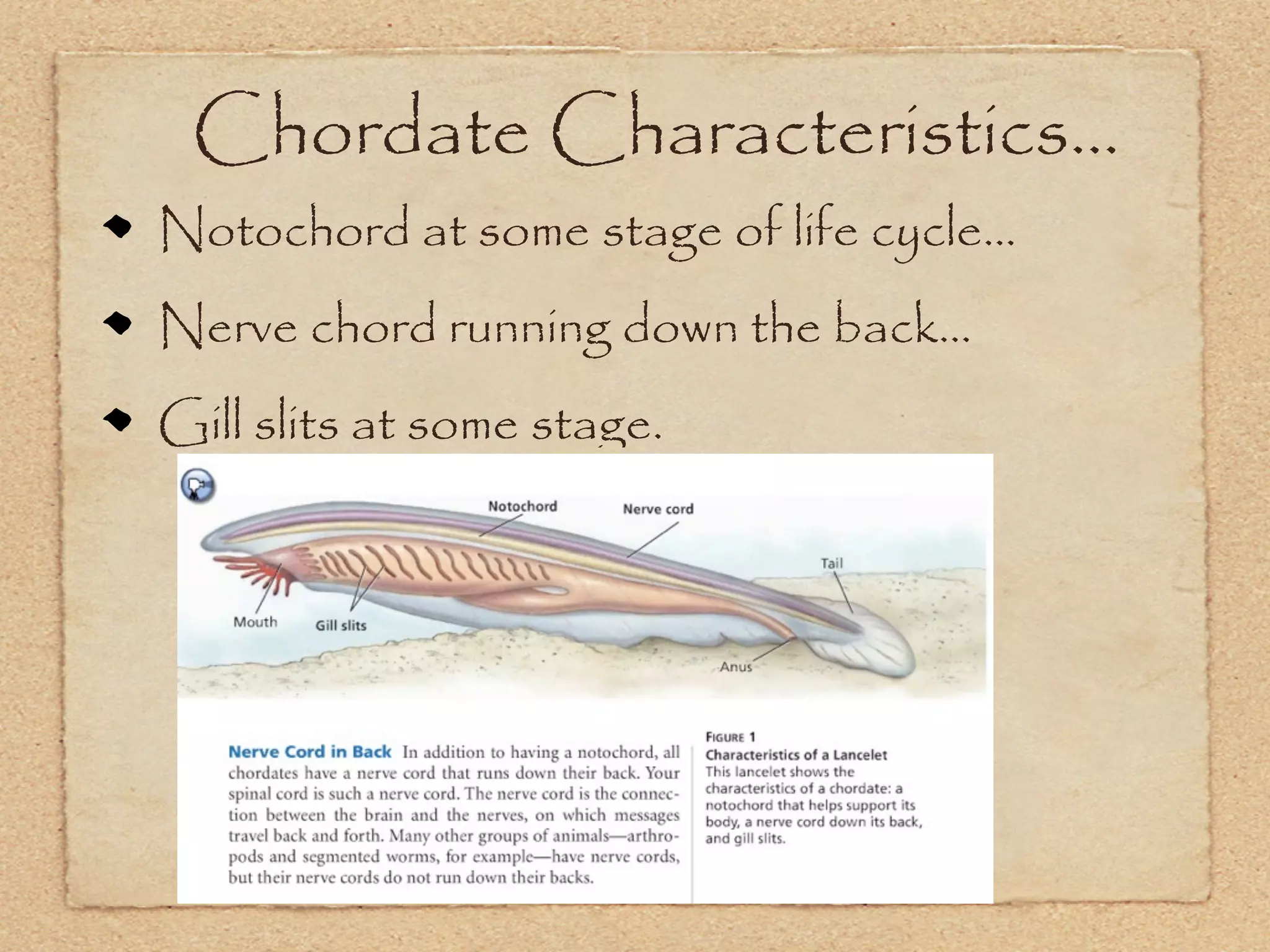 Keynote ch. 12 vertebrates(2).key