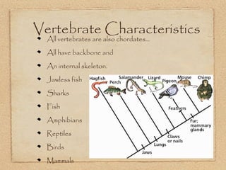 Keynote ch. 12 vertebrates(2).key