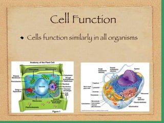 Keynote; ch. 3; cell structure & function | PPTX